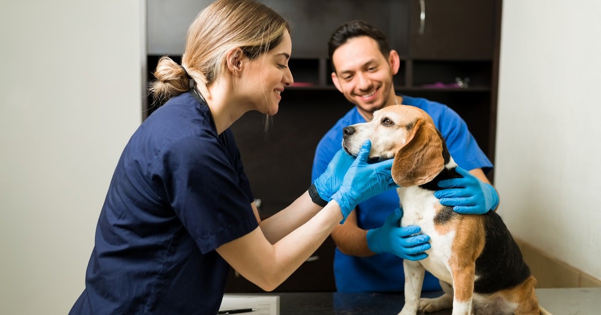Apprenticeship in Veterinary Nursing | Coleg Sir Gâr